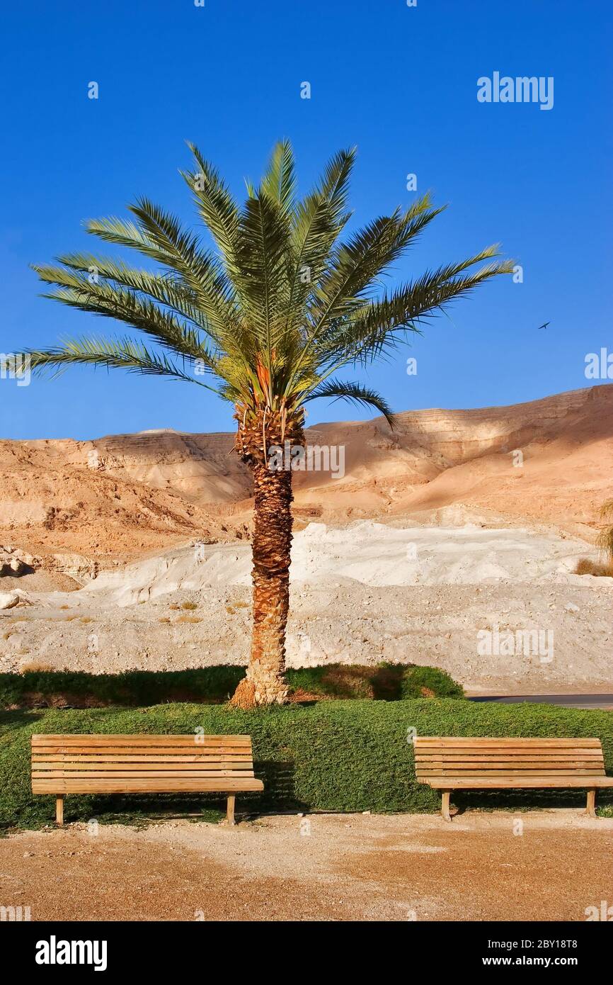 Lonely palm tree Stock Photo - Alamy
