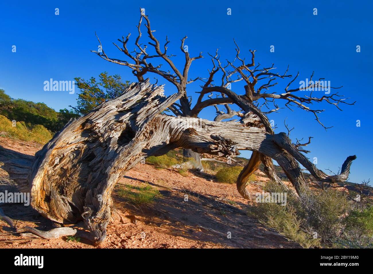 It was a strong wind Stock Photo - Alamy