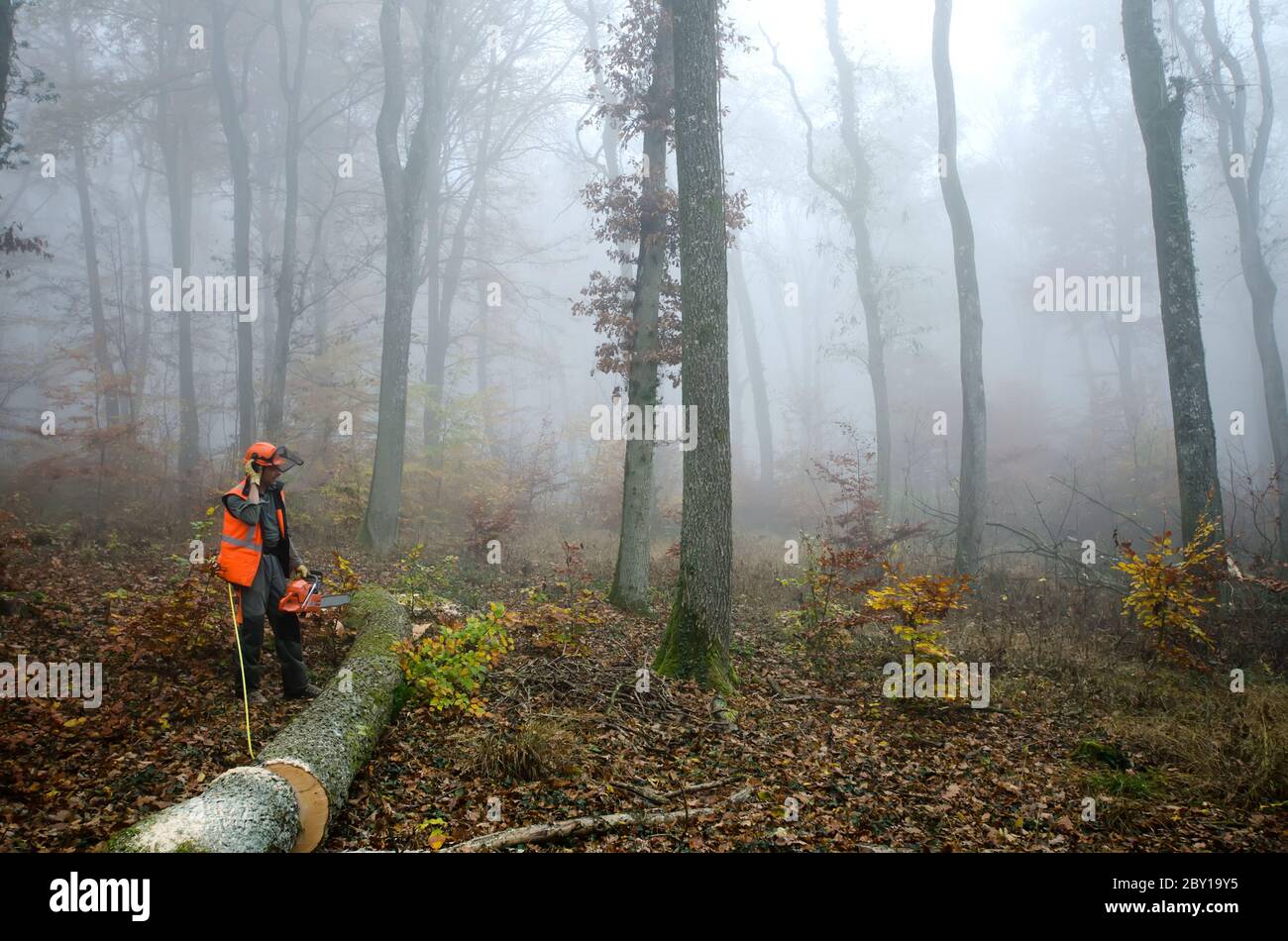 the lumberjack and the forest Stock Photo - Alamy