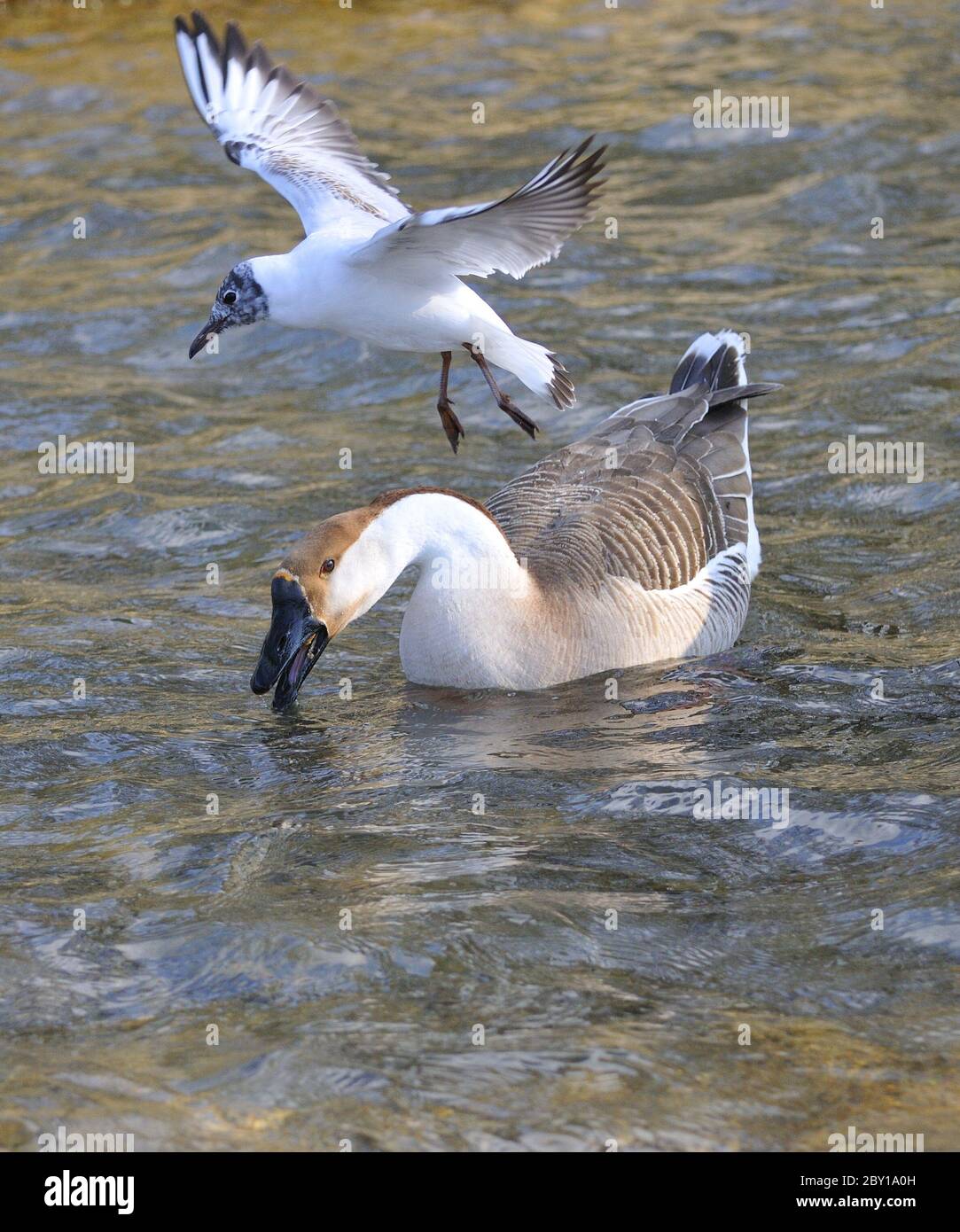 Seagull and swan goose Stock Photo - Alamy