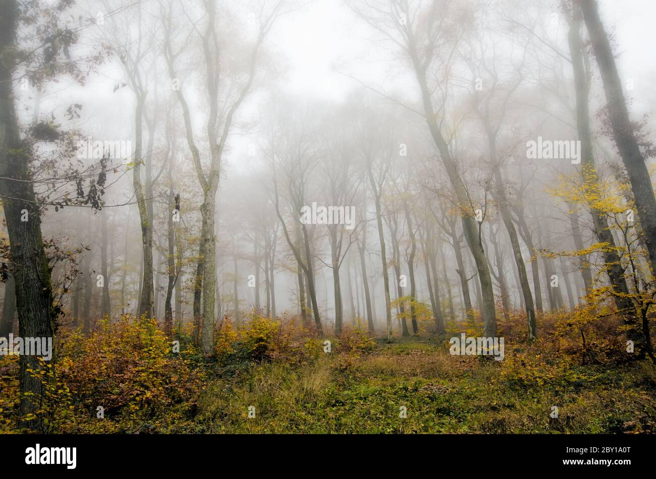 Mist forest autumn colors hi-res stock photography and images - Alamy