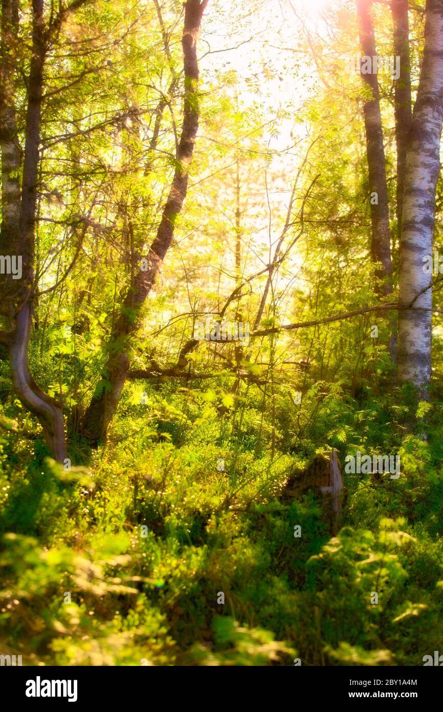 Sunshine in Forest Stock Photo - Alamy