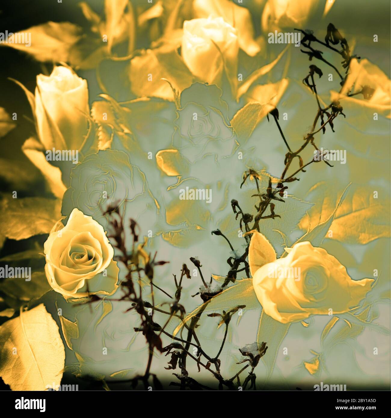 bright winter roses Stock Photo - Alamy