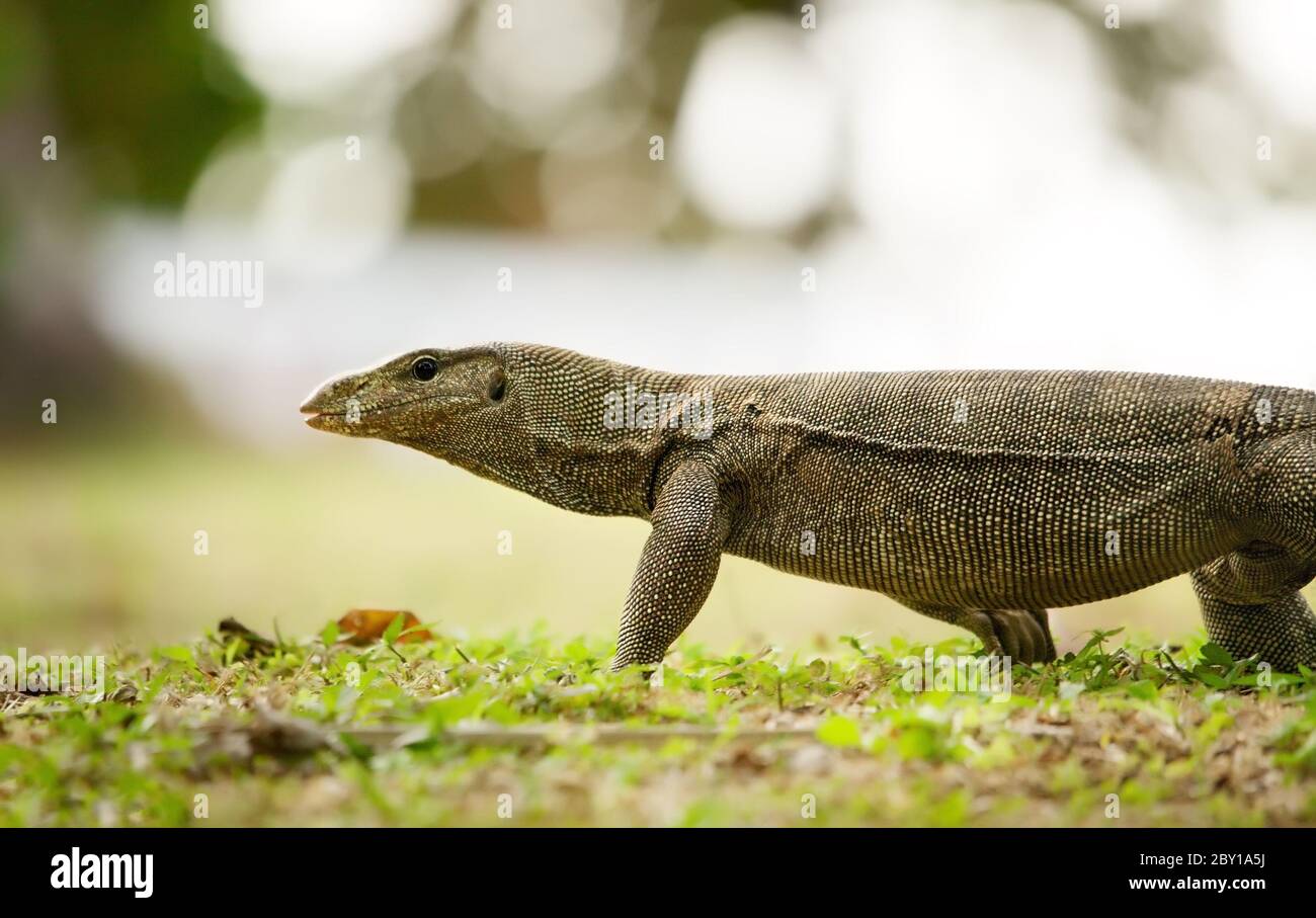 banded monitor lizard Stock Photo - Alamy