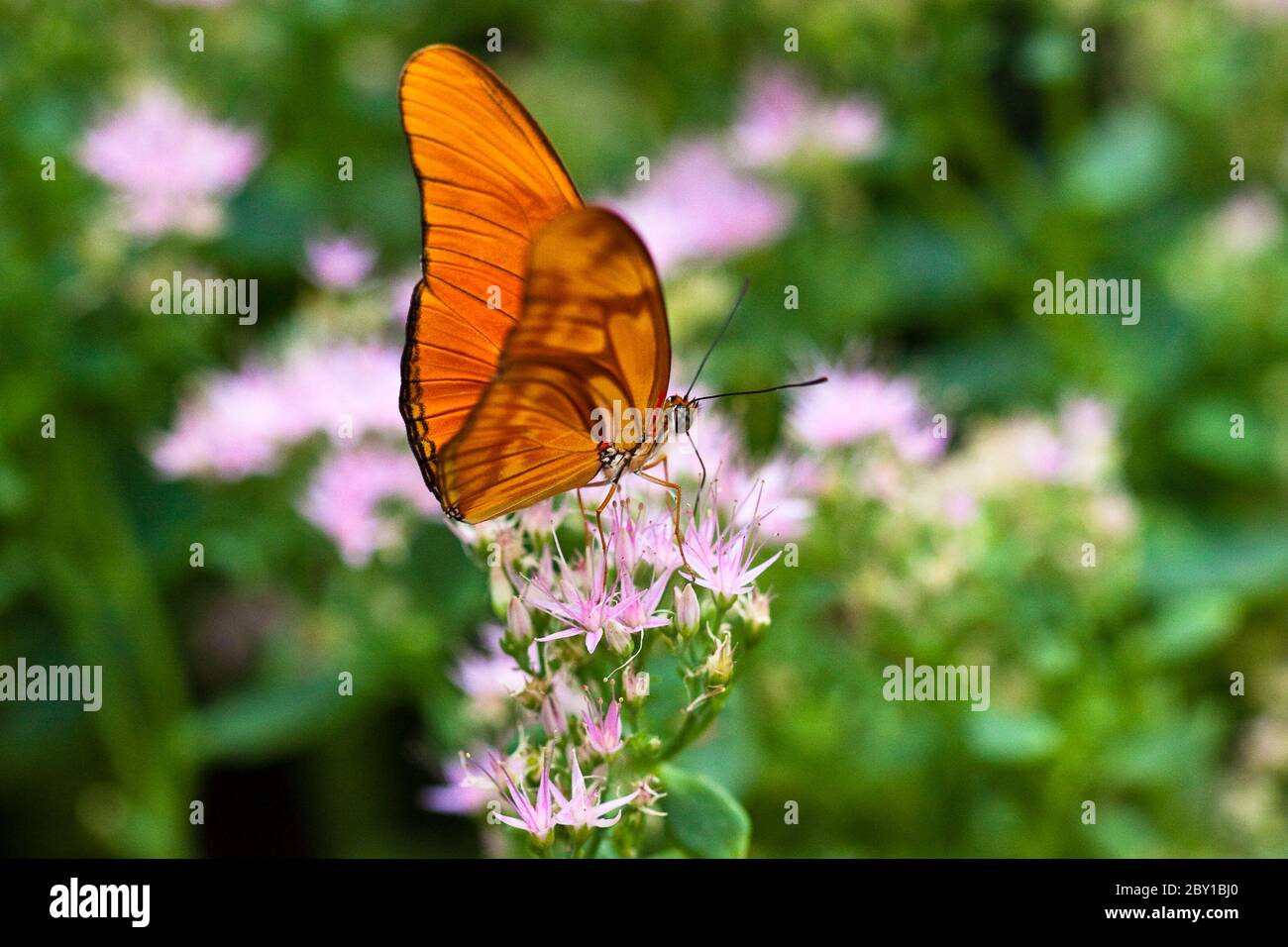 Julia heliconian dryas iulia hi-res stock photography and images - Alamy