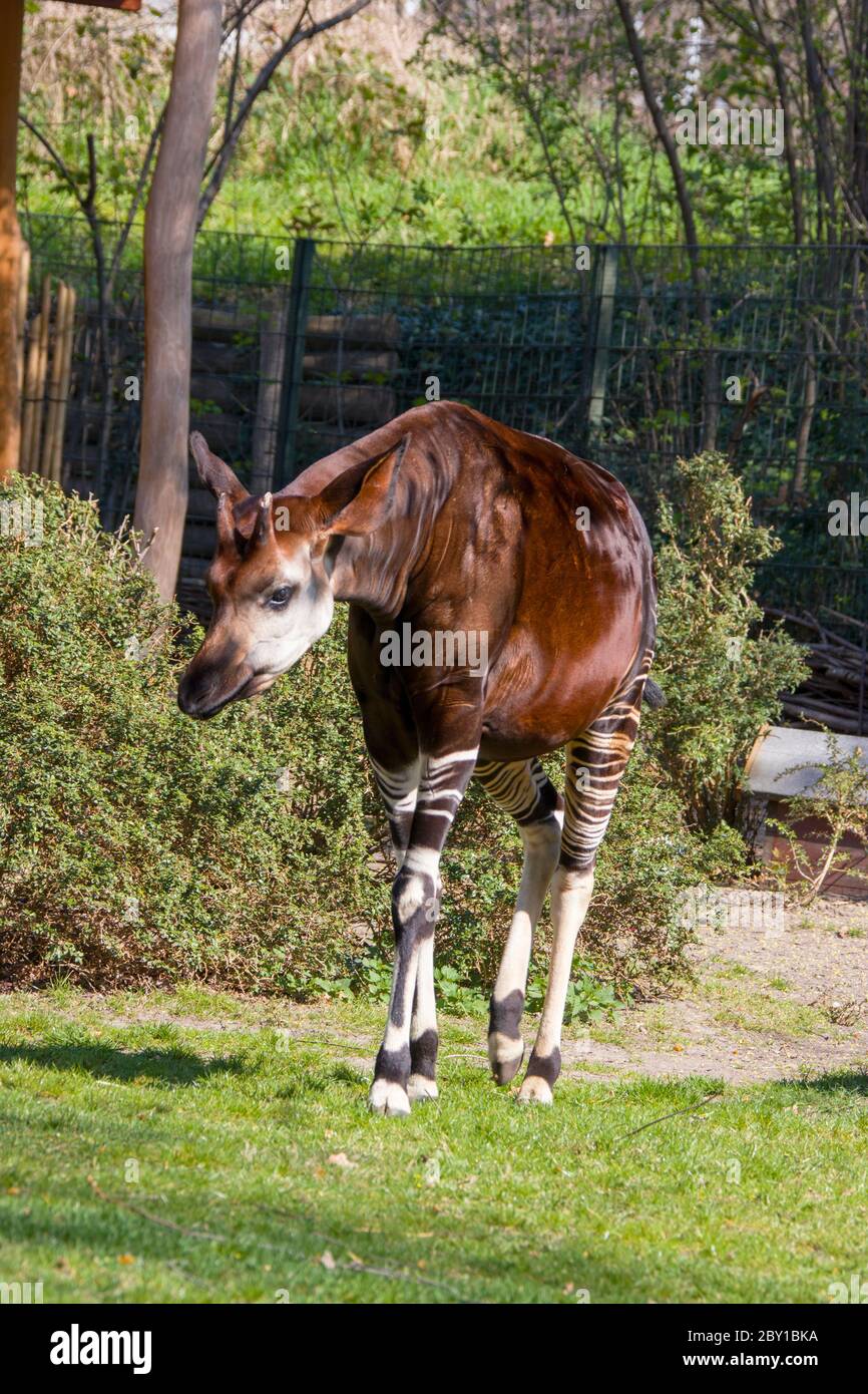 A beautiful Okapi (Okapia johnstoni). An artiodactyl mammal native to ...