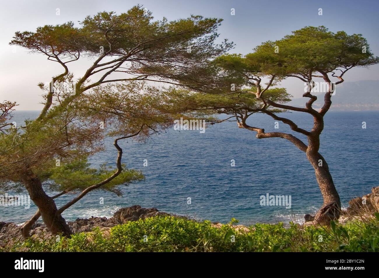 Trees on seacoast Stock Photo - Alamy