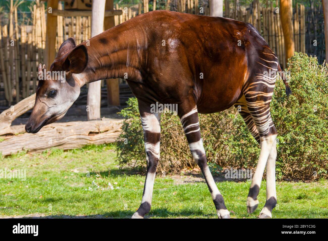A beautiful Okapi (Okapia johnstoni). An artiodactyl mammal native to ...