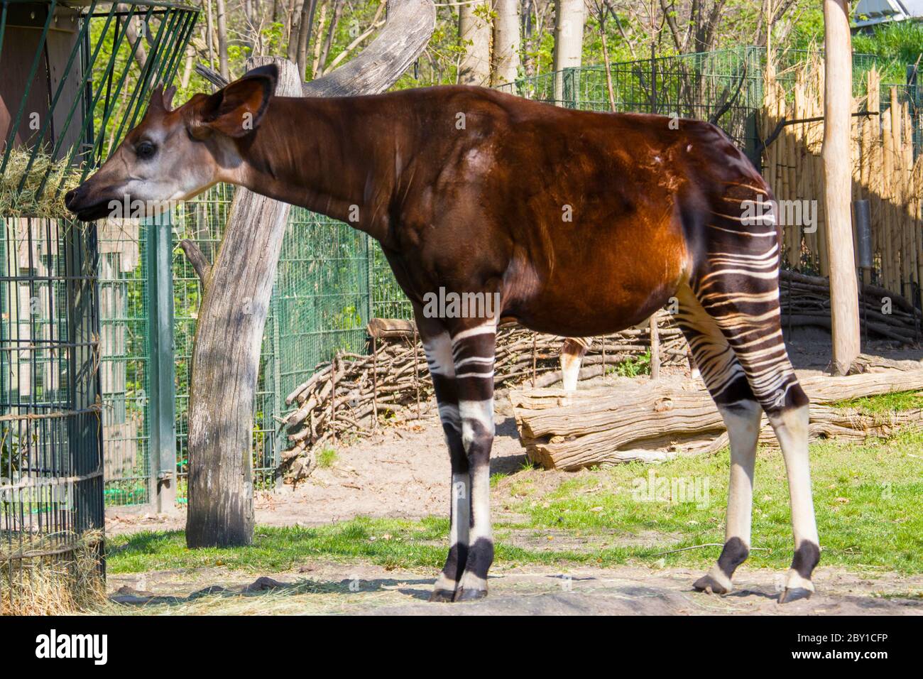 A beautiful Okapi (Okapia johnstoni). An artiodactyl mammal native to ...
