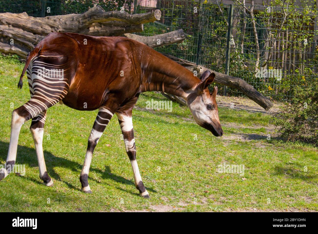 A beautiful Okapi (Okapia johnstoni). An artiodactyl mammal native to ...
