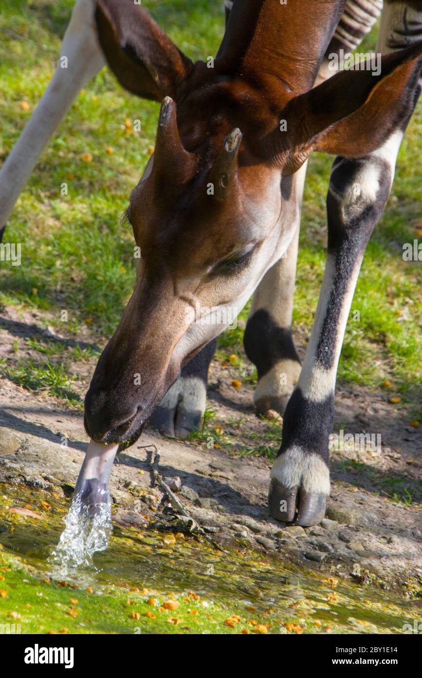 Okapi Tongue