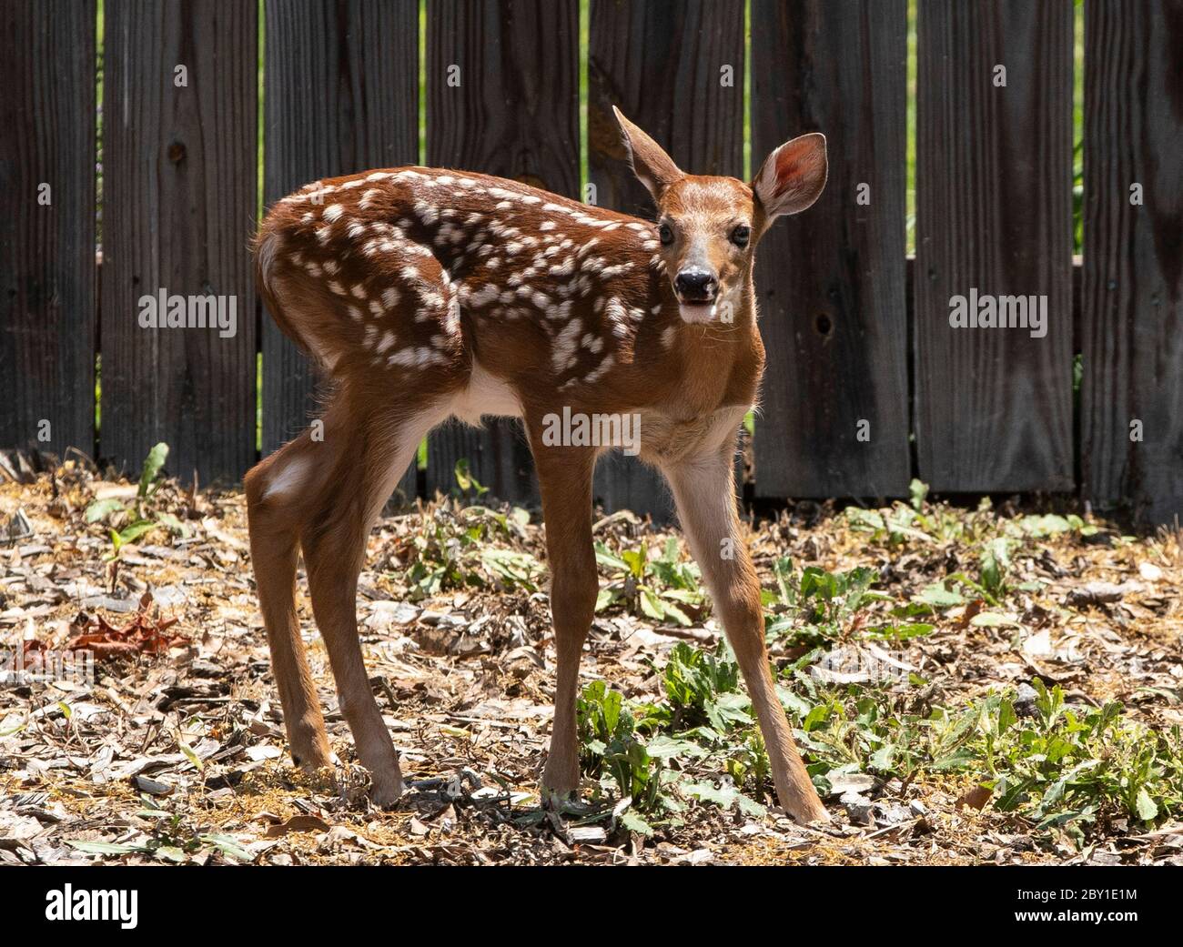 Fawn markings hi-res stock photography and images - Alamy