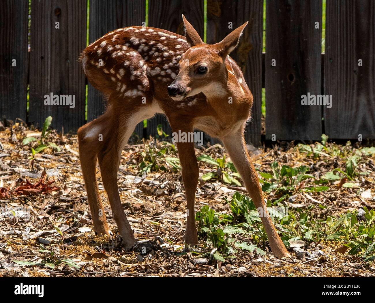 Fawn taking early steps Stock Photo - Alamy