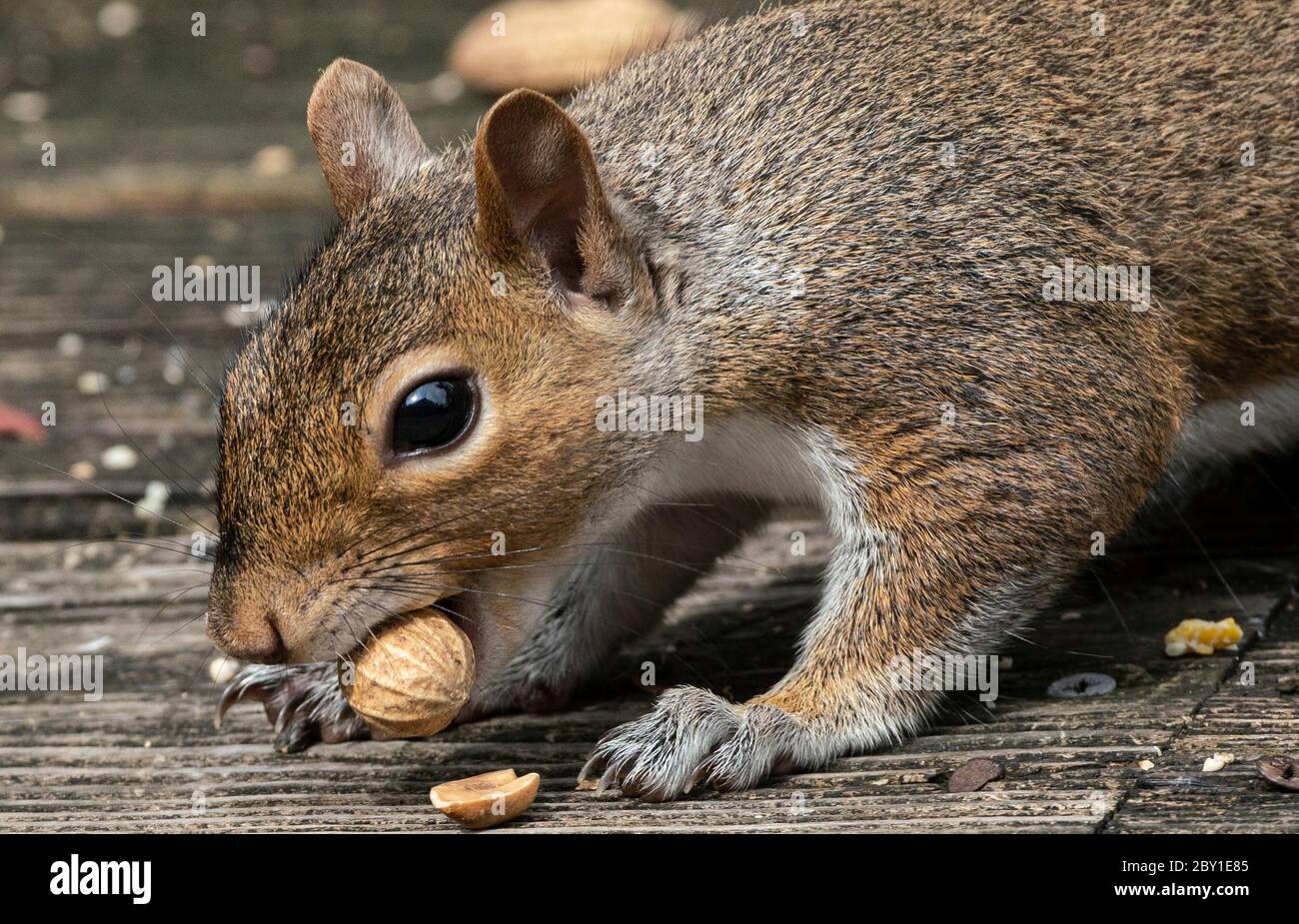 Squirrel eating on the deck Stock Photo - Alamy