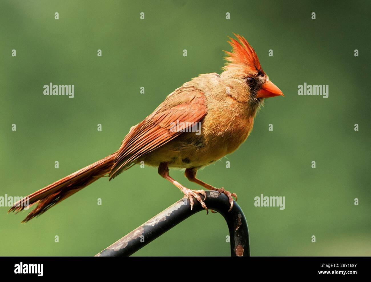 Northern Cardinal in profile Stock Photo - Alamy