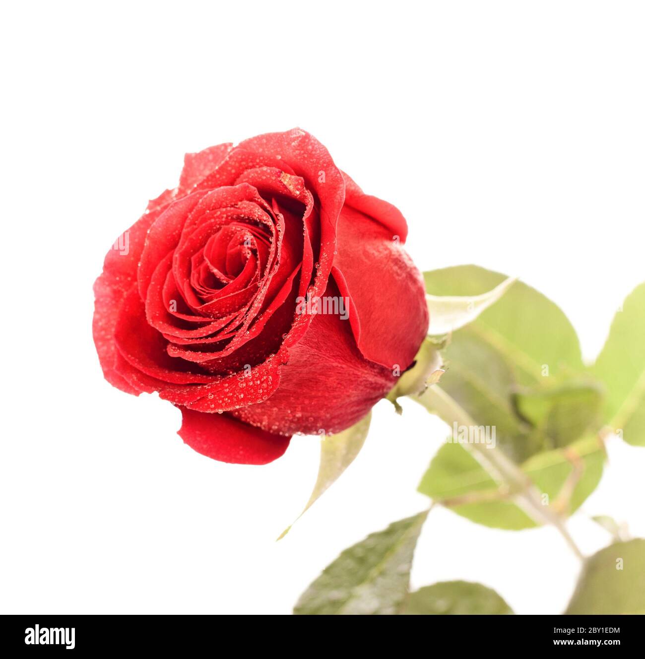 Red Rose Bud Stock Photo - Alamy