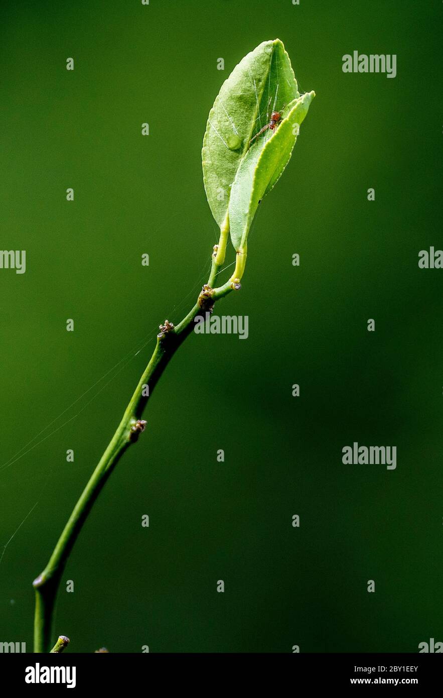 Green shoot hi-res stock photography and images - Alamy