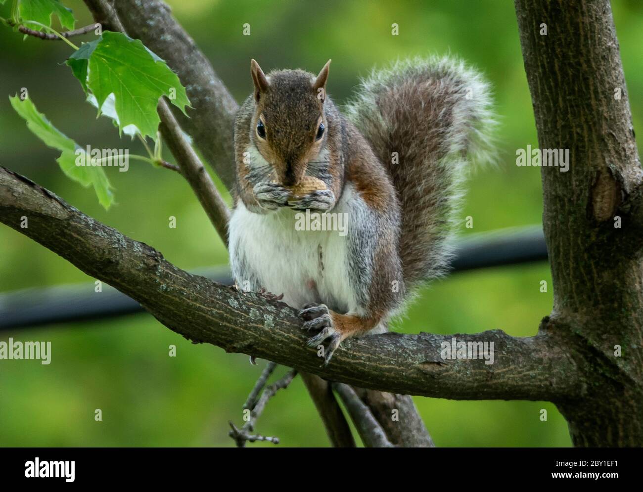Squirrel chewing on a peanut in the tree Stock Photo - Alamy