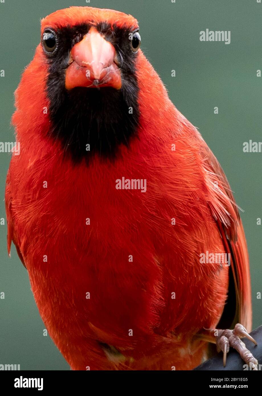 Stern look hi-res stock photography and images - Alamy