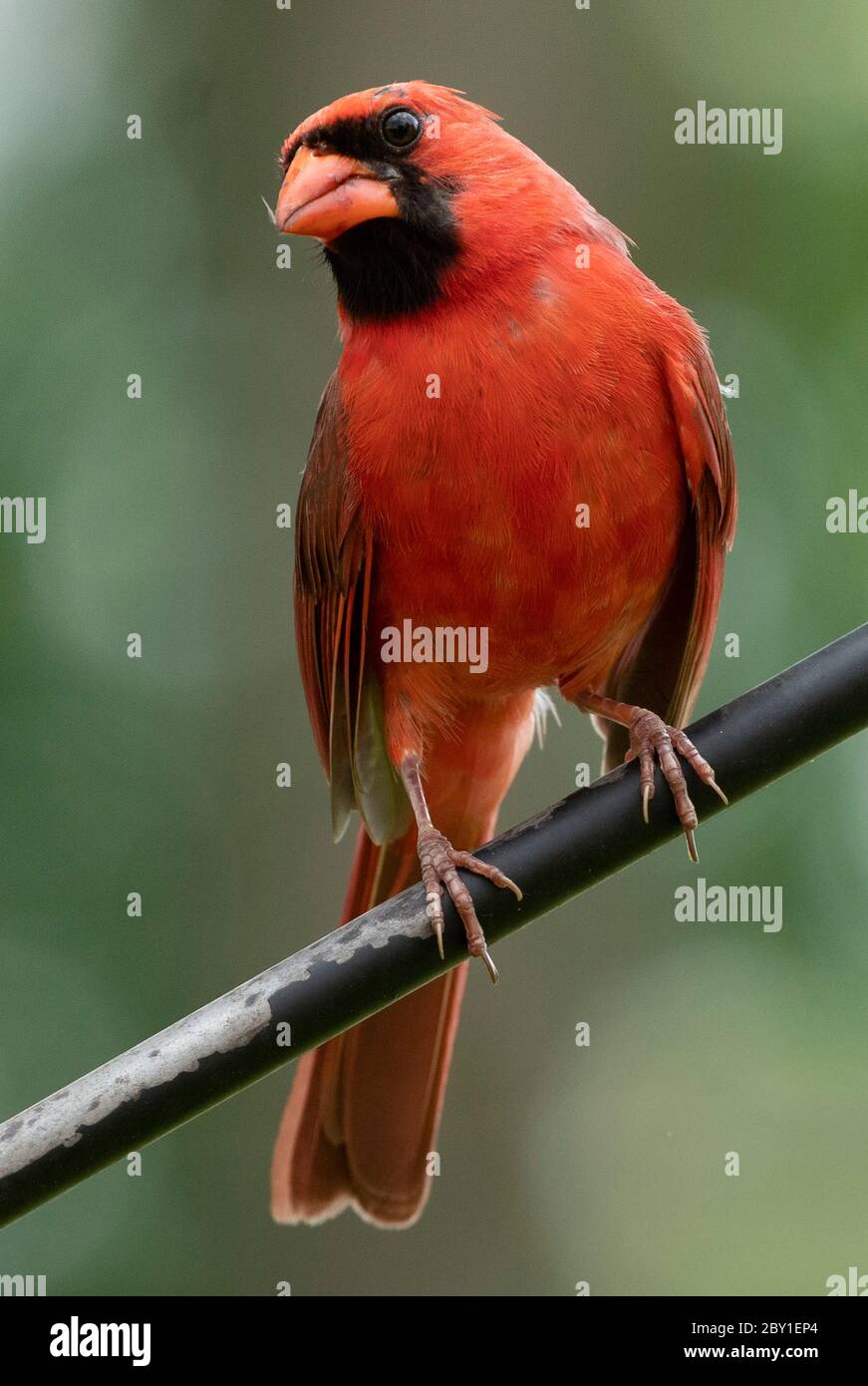 Big red bird on a high perch Stock Photo - Alamy