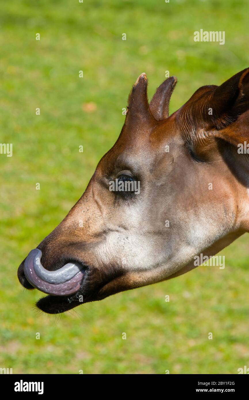 a beautiful Okapi tongue out. An artiodactyl mammal native to the ...