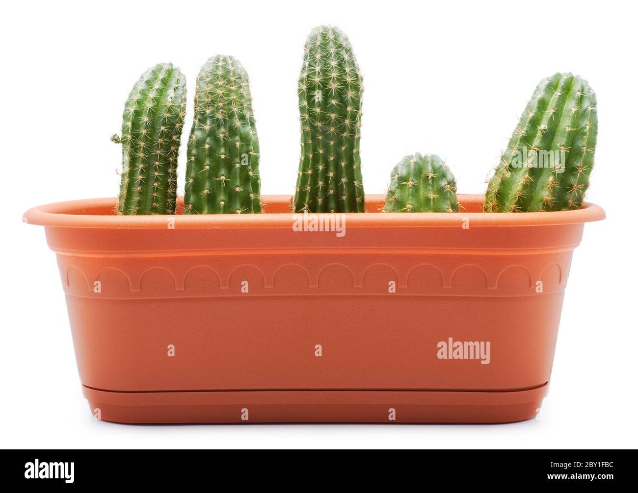 Trendy pot hi-res stock photography and images - Alamy