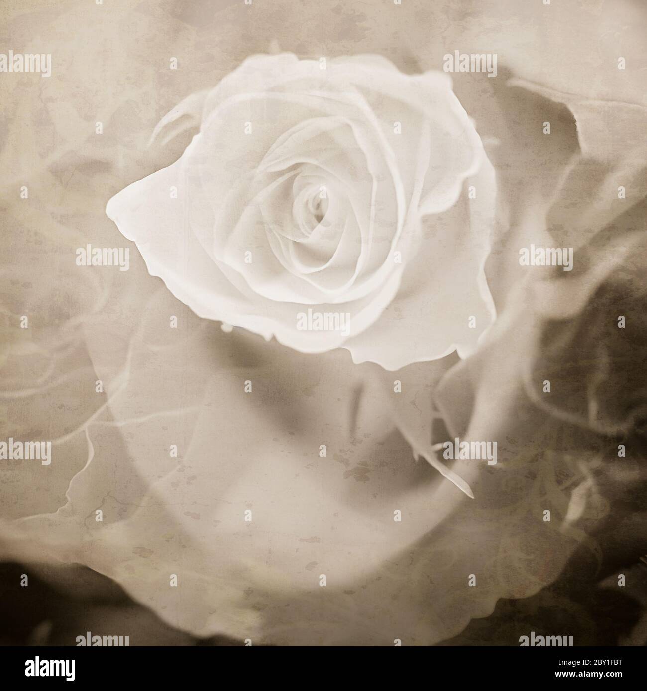 dreamy roses bloom Stock Photo - Alamy