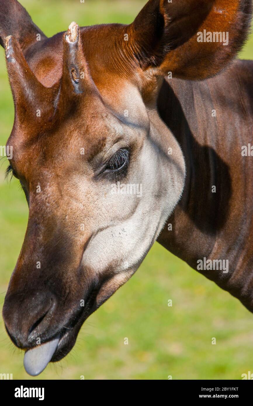 Okapi Face