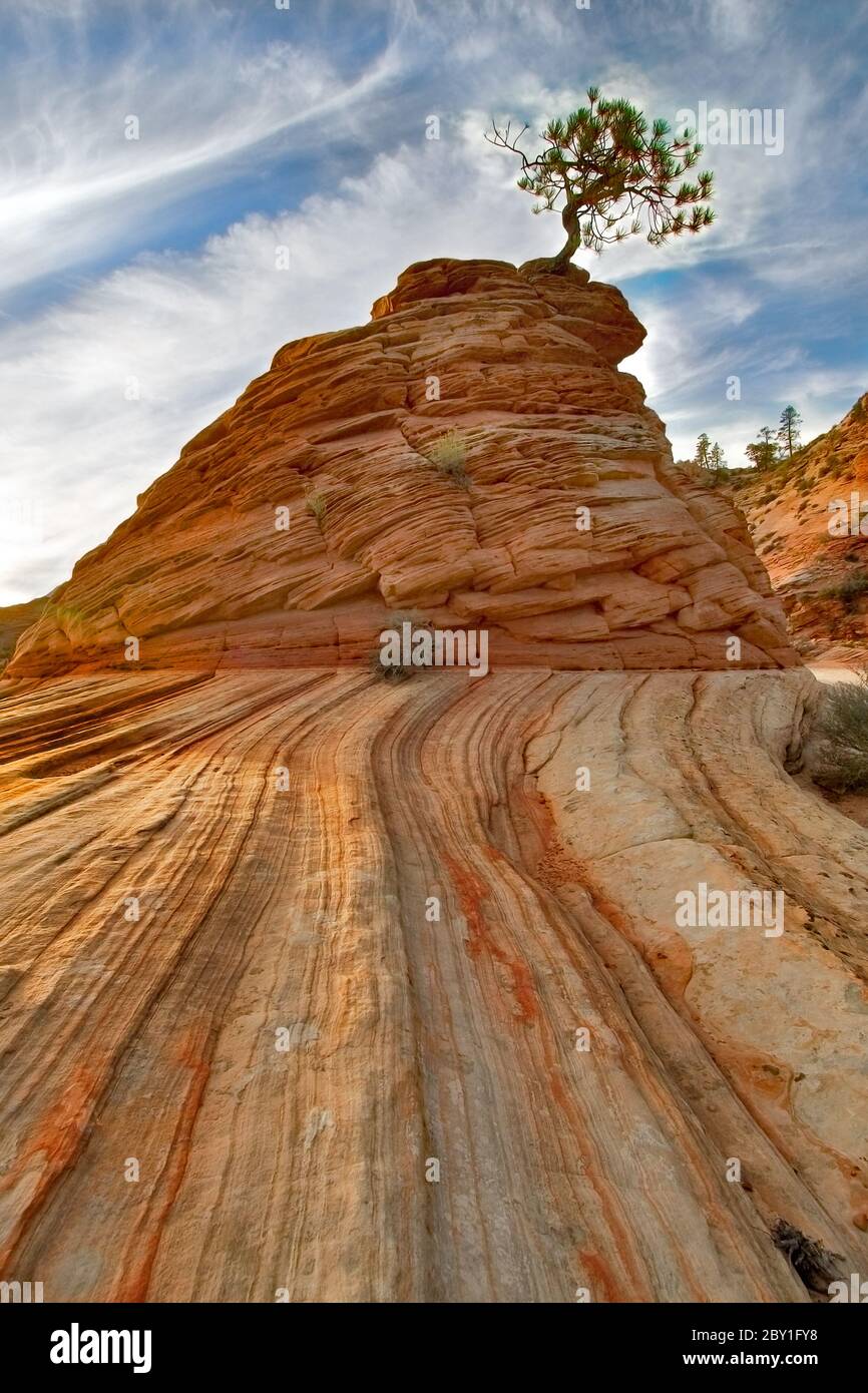 Rock and Tree Stock Photo - Alamy
