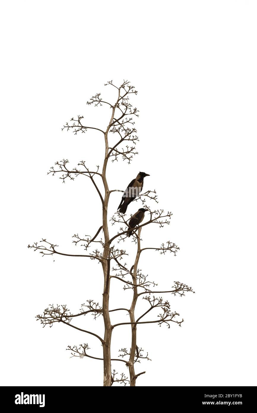 Birds for all weather Cut Out Stock Images & Pictures - Alamy