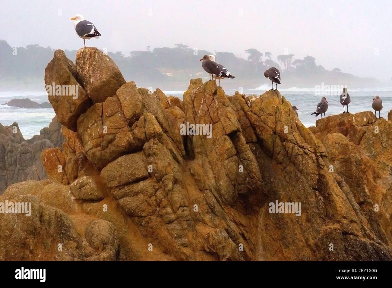 Strong nest hi-res stock photography and images - Alamy