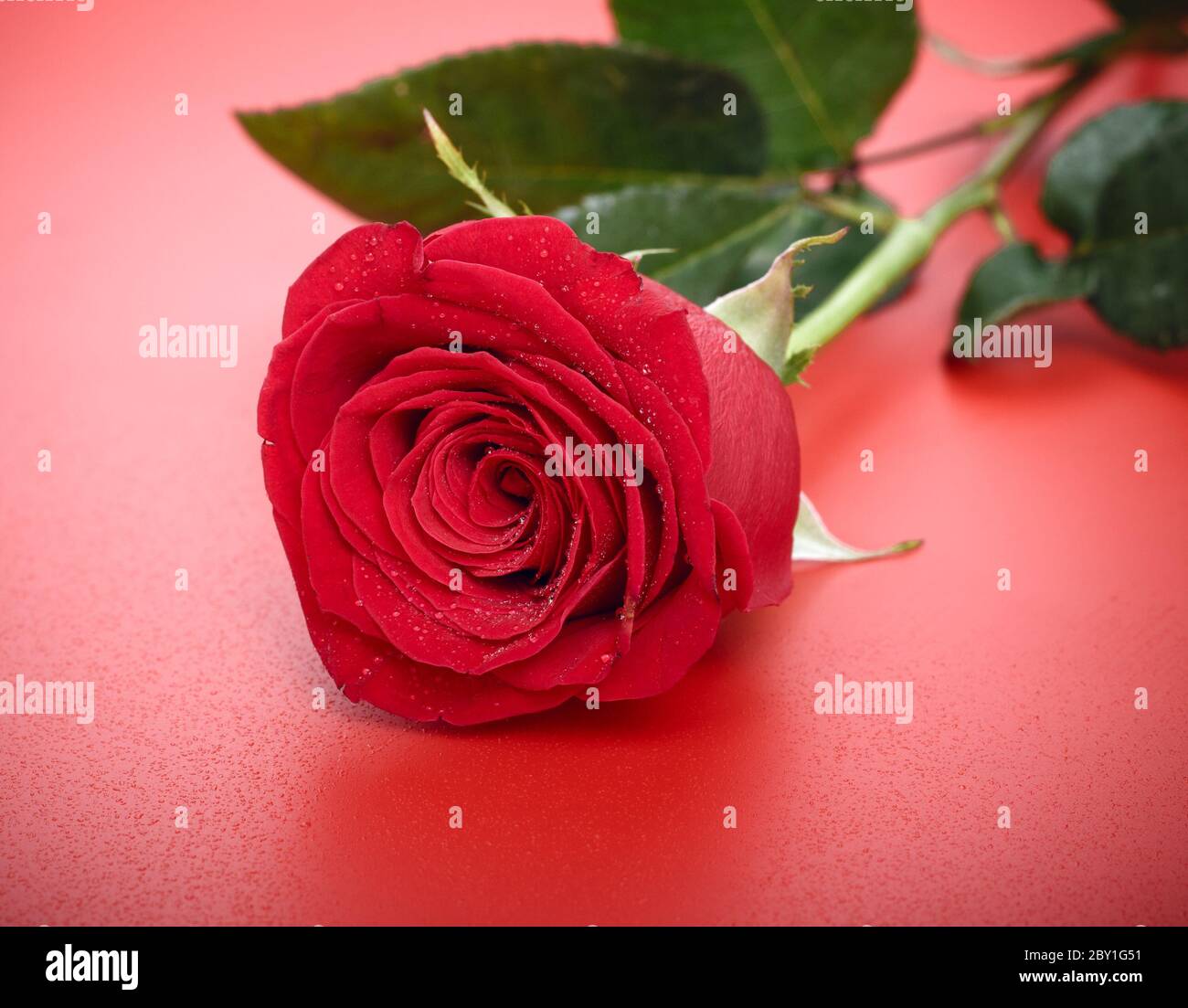 Red Rose Bud Stock Photo - Alamy