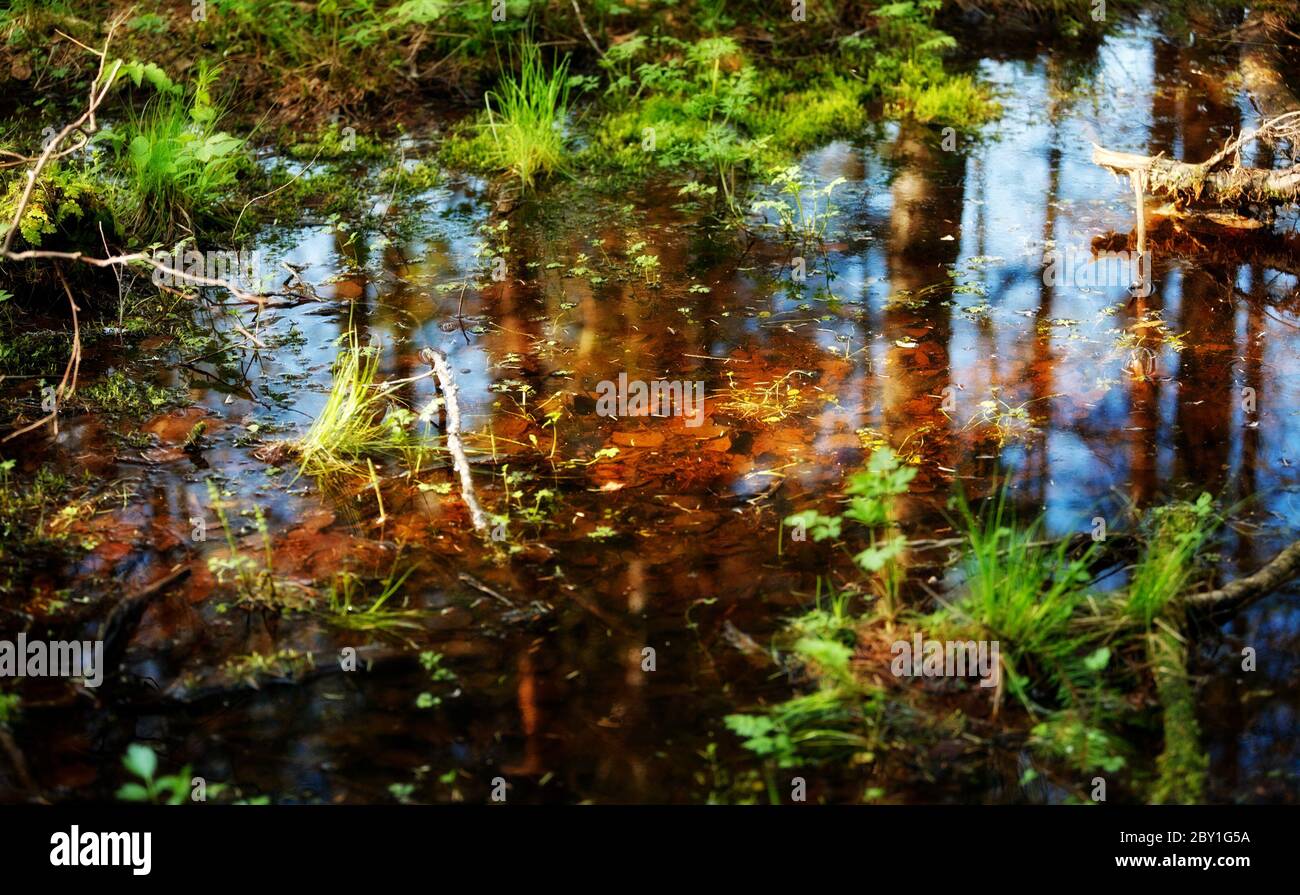 Rain forest ground cover hi-res stock photography and images - Alamy