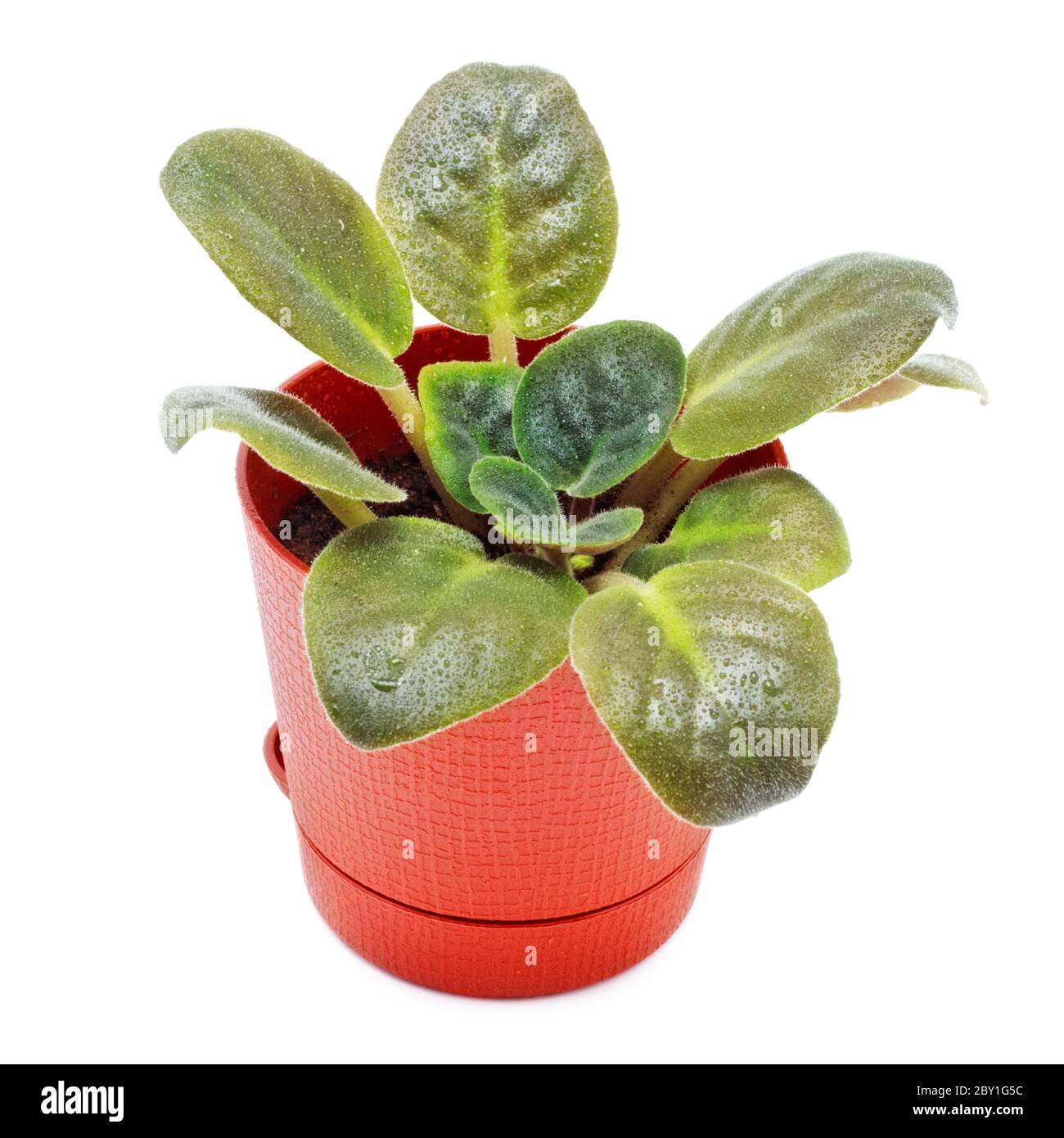 Square plant decoration Cut Out Stock Images & Pictures - Alamy