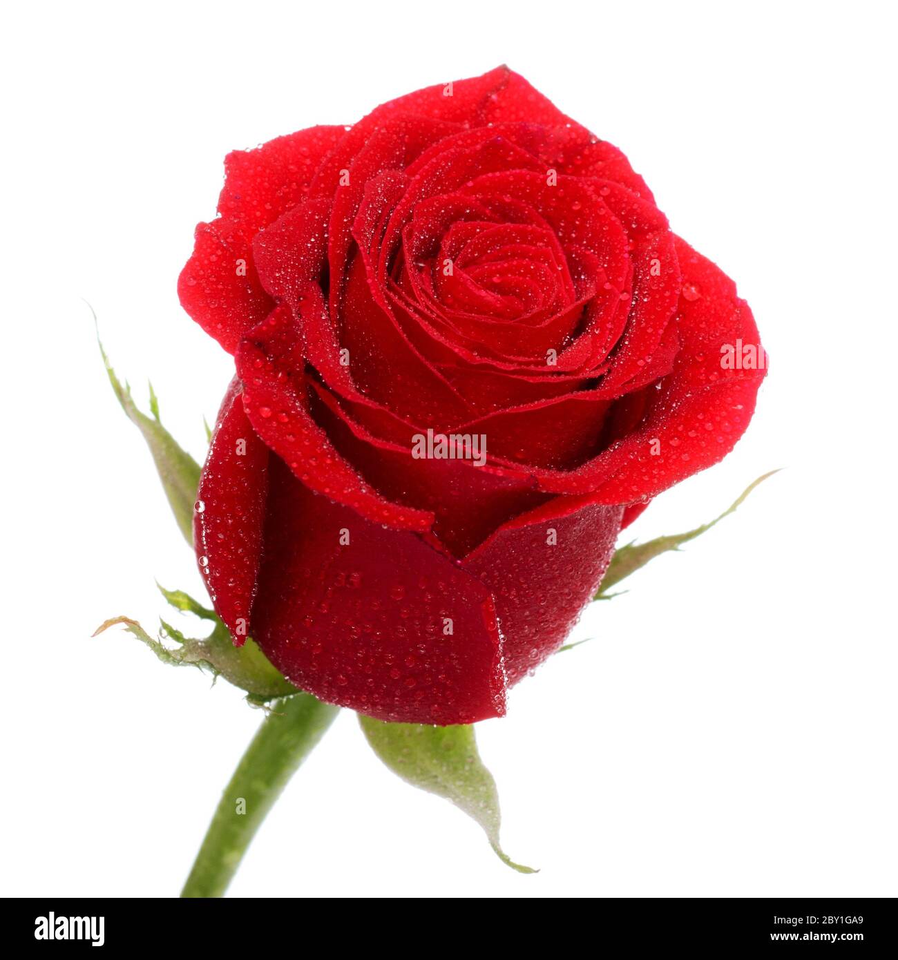 Red Rose Bud Stock Photo - Alamy