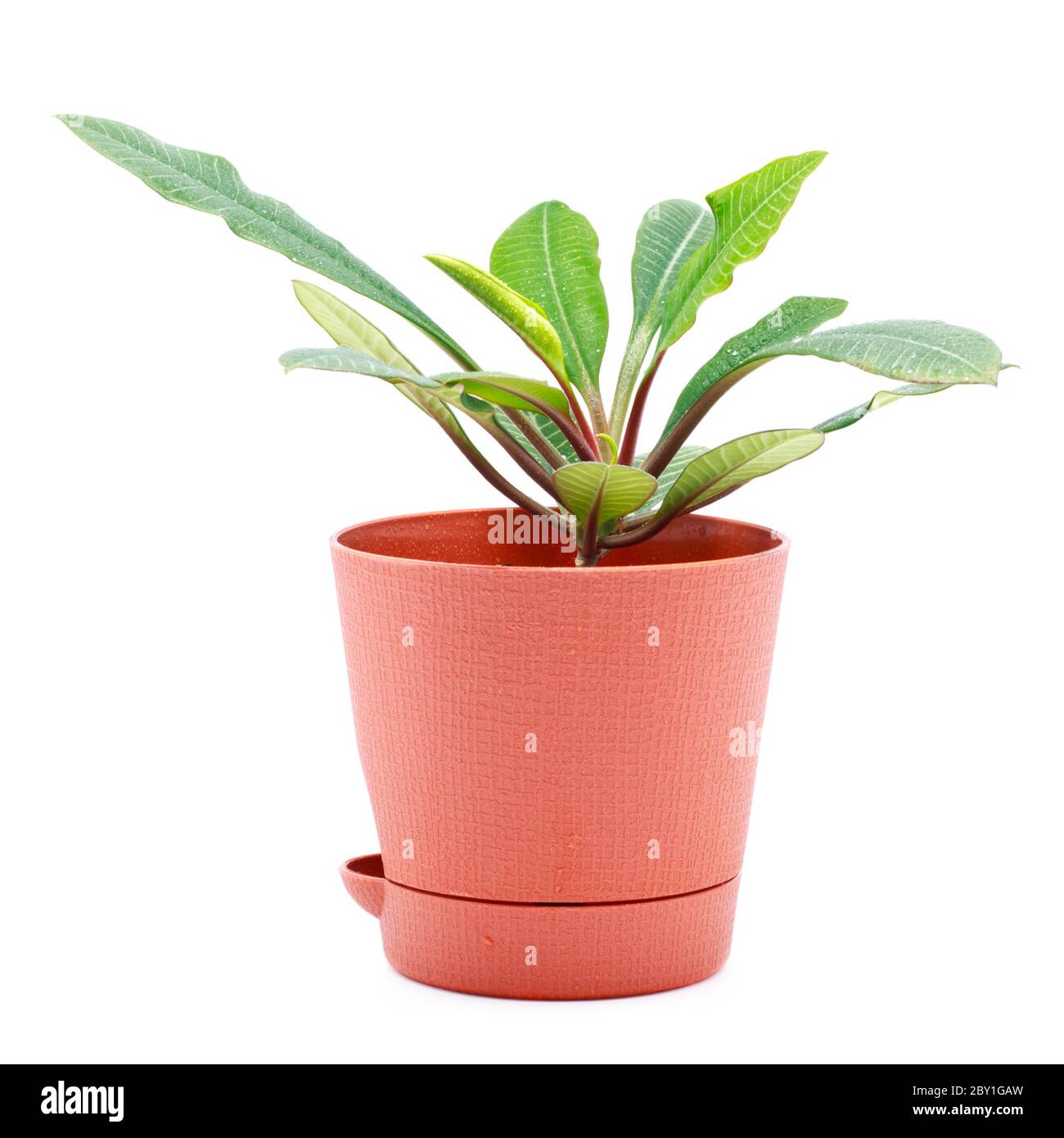 Square plant decoration Cut Out Stock Images & Pictures - Alamy