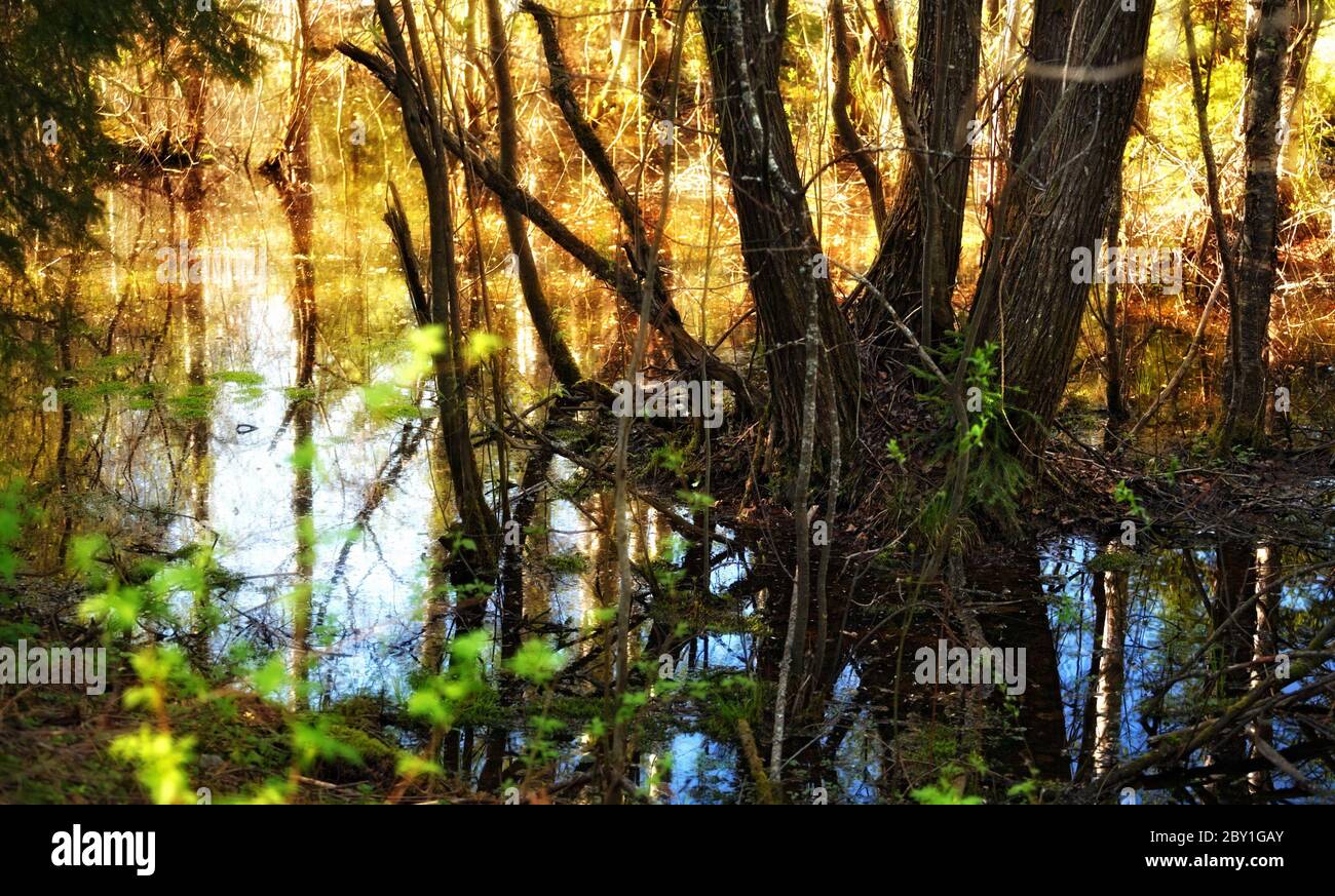 Light flooded autumn forest hi-res stock photography and images - Alamy