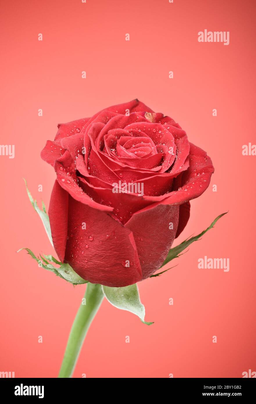 Red Rose Bud Stock Photo - Alamy