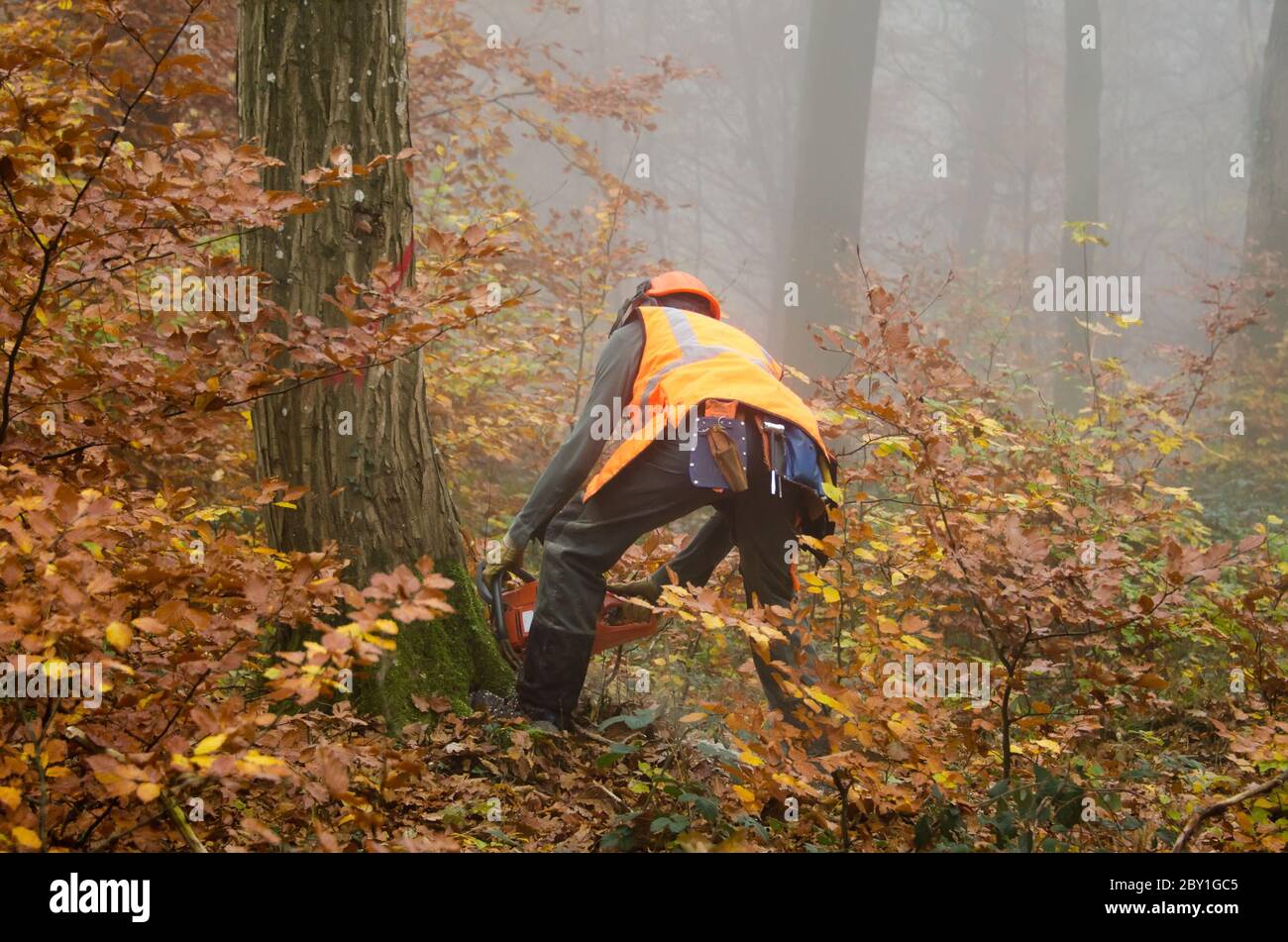 the lumberjack and the forest Stock Photo - Alamy