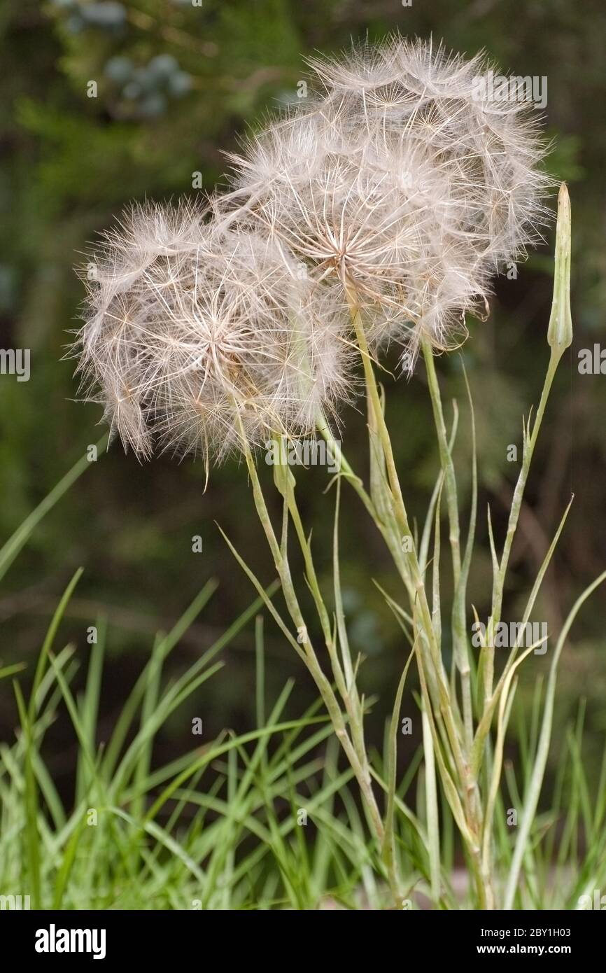 Fluffy round flowers hi-res stock photography and images - Alamy