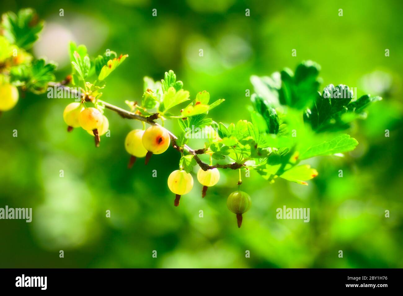 Gooseberry ripe hi-res stock photography and images - Alamy