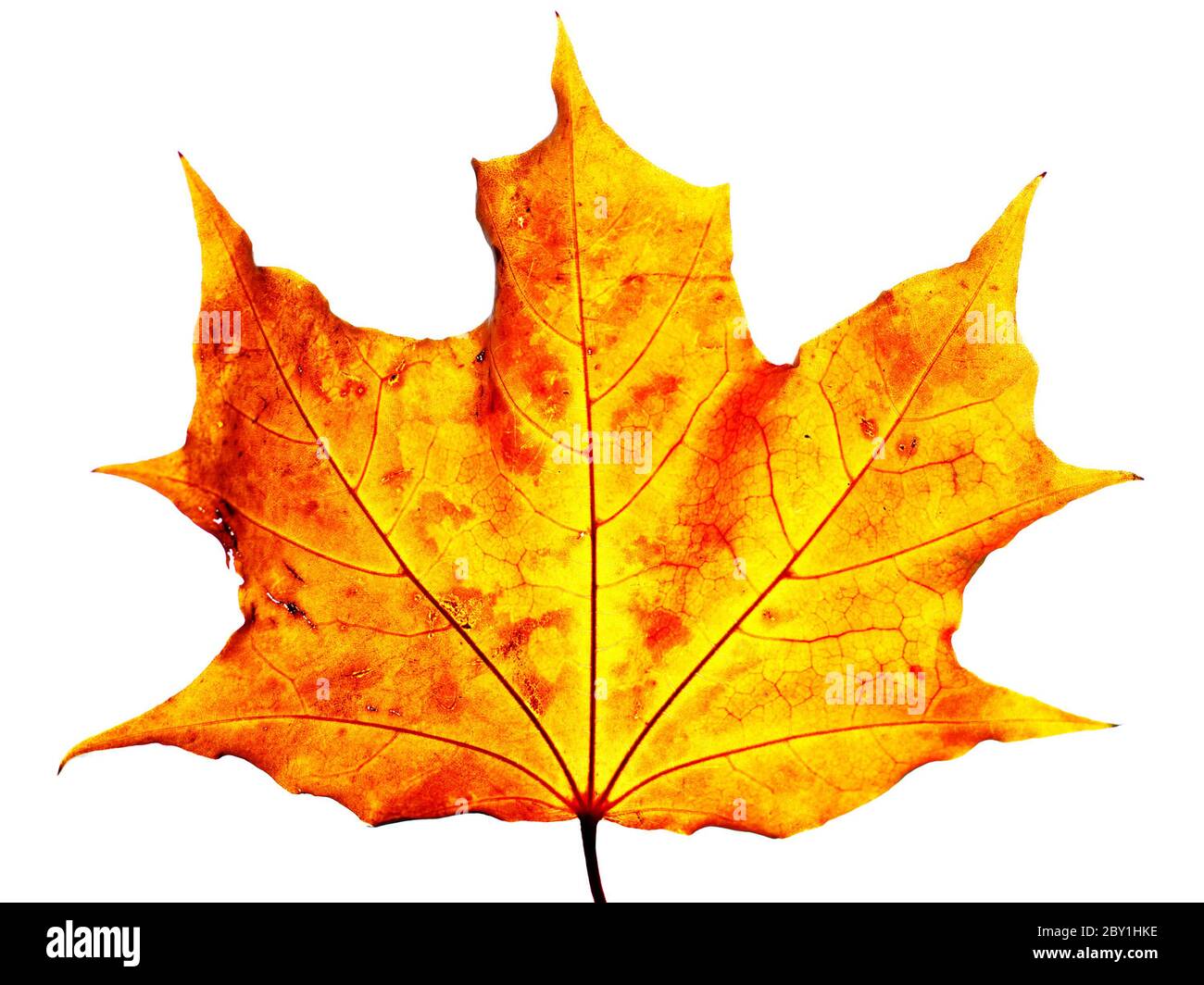 Maple leaf isolate hi-res stock photography and images - Alamy