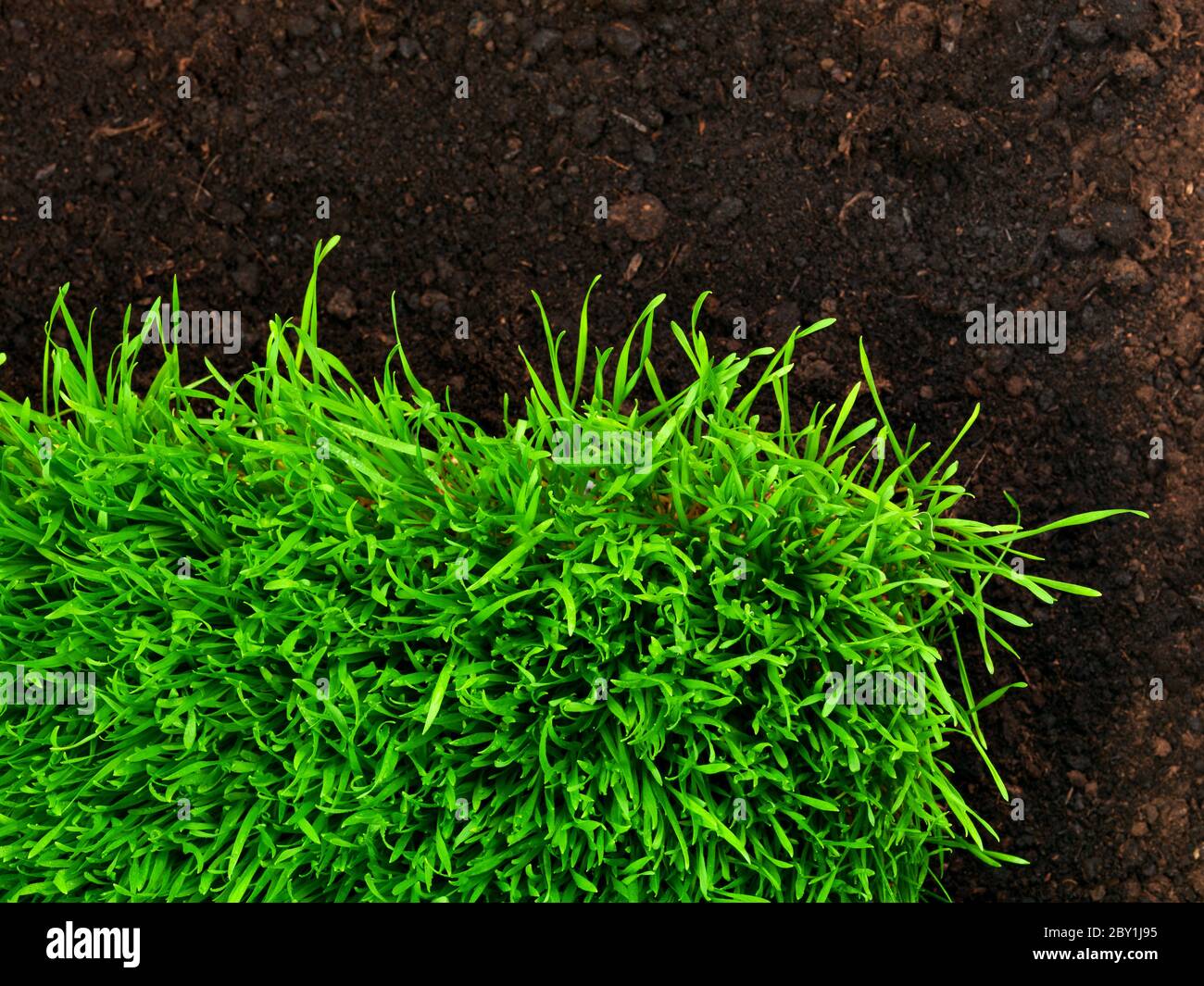 healthy grass and soil Stock Photo - Alamy