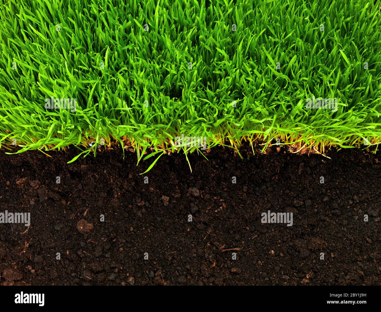 healthy grass and soil Stock Photo - Alamy