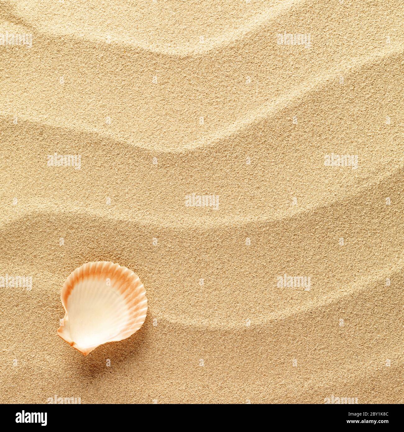 sea shells with sand as background Stock Photo - Alamy