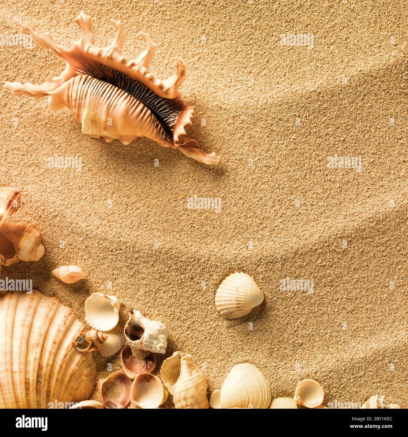 sea shells with sand as background Stock Photo - Alamy