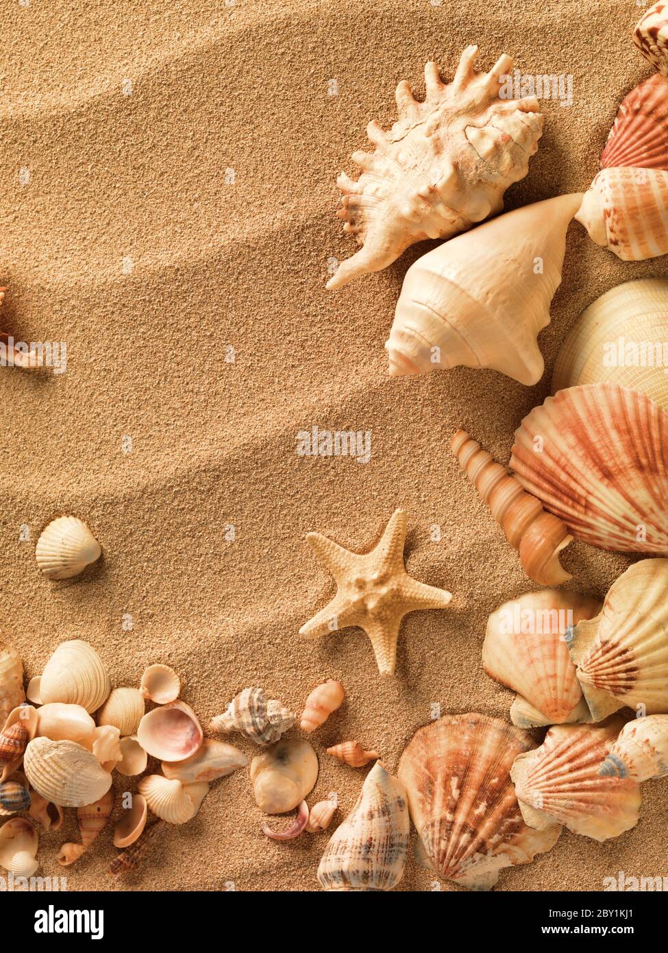 sea shells with sand as background Stock Photo - Alamy