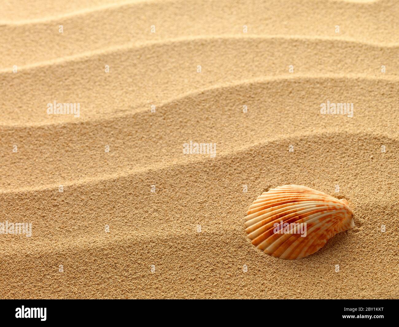 sea shells with sand as background Stock Photo - Alamy