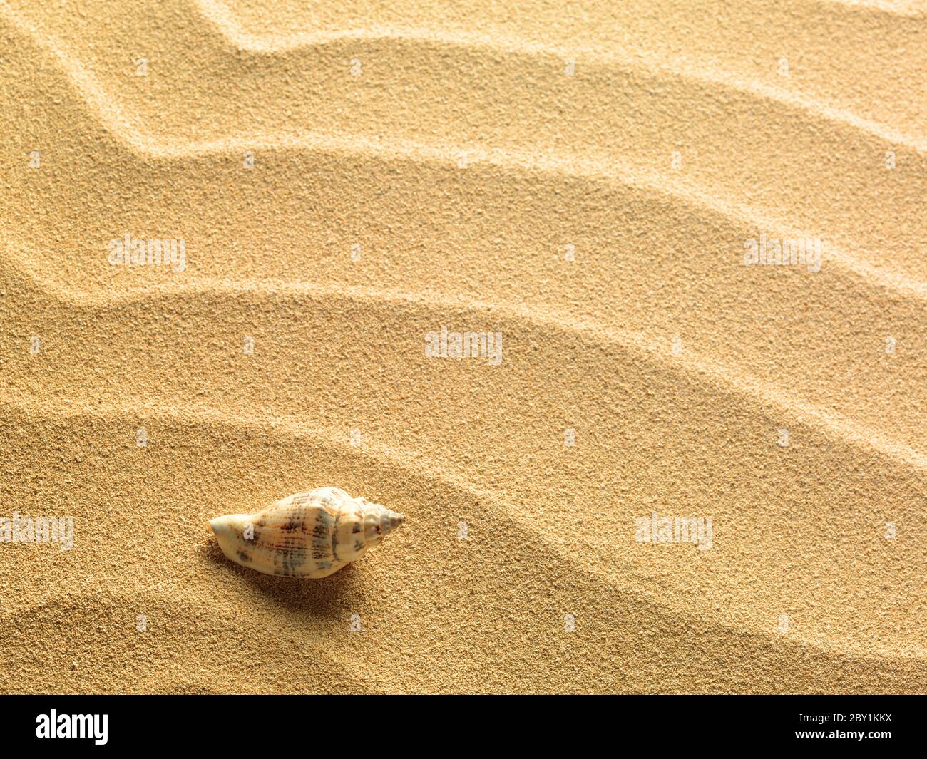sea shells with sand as background Stock Photo - Alamy