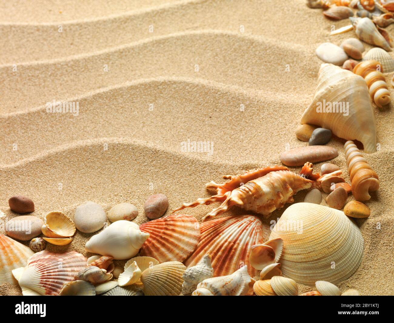 sea shells with sand as background Stock Photo - Alamy